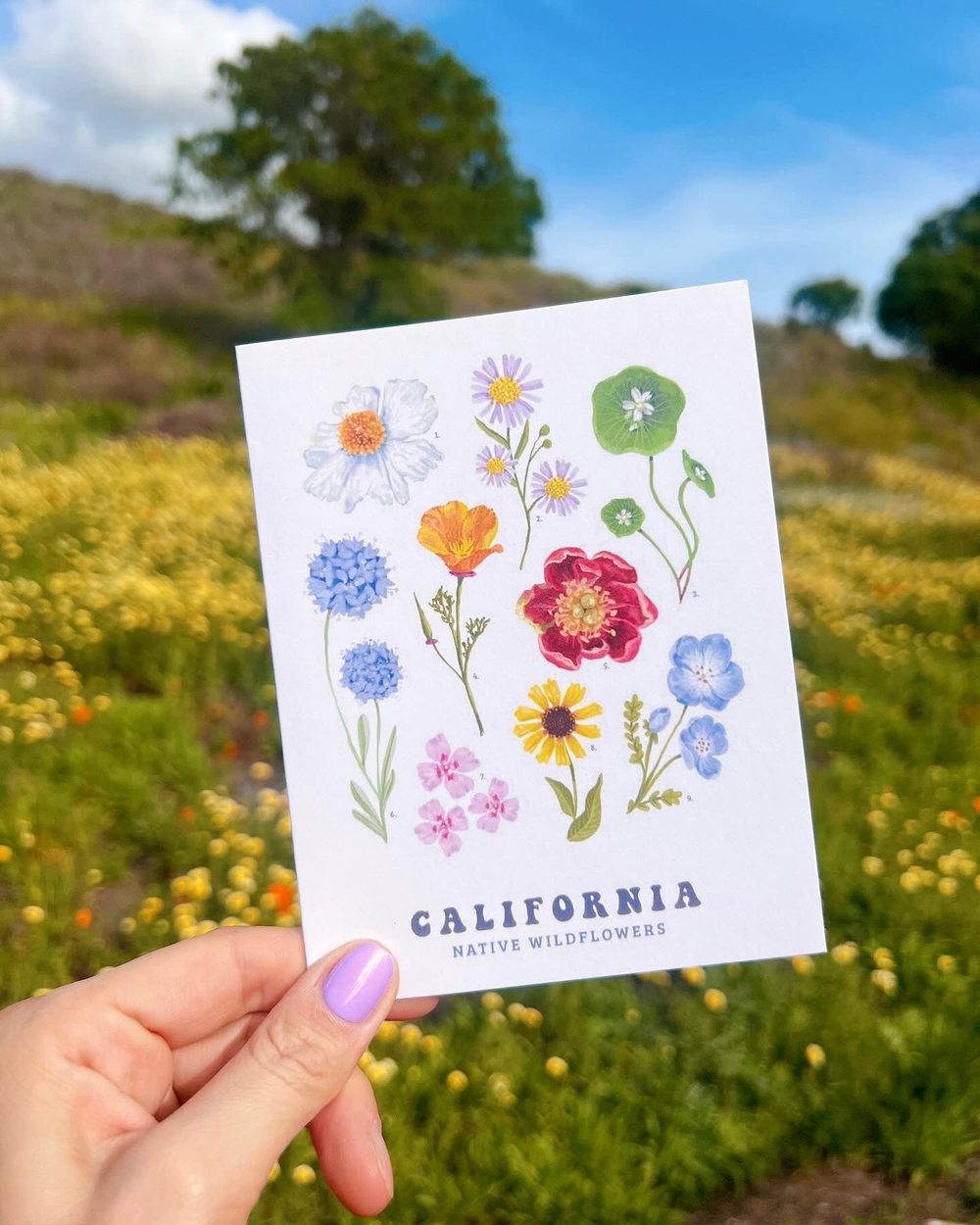 Brenna Daugherty Illustration